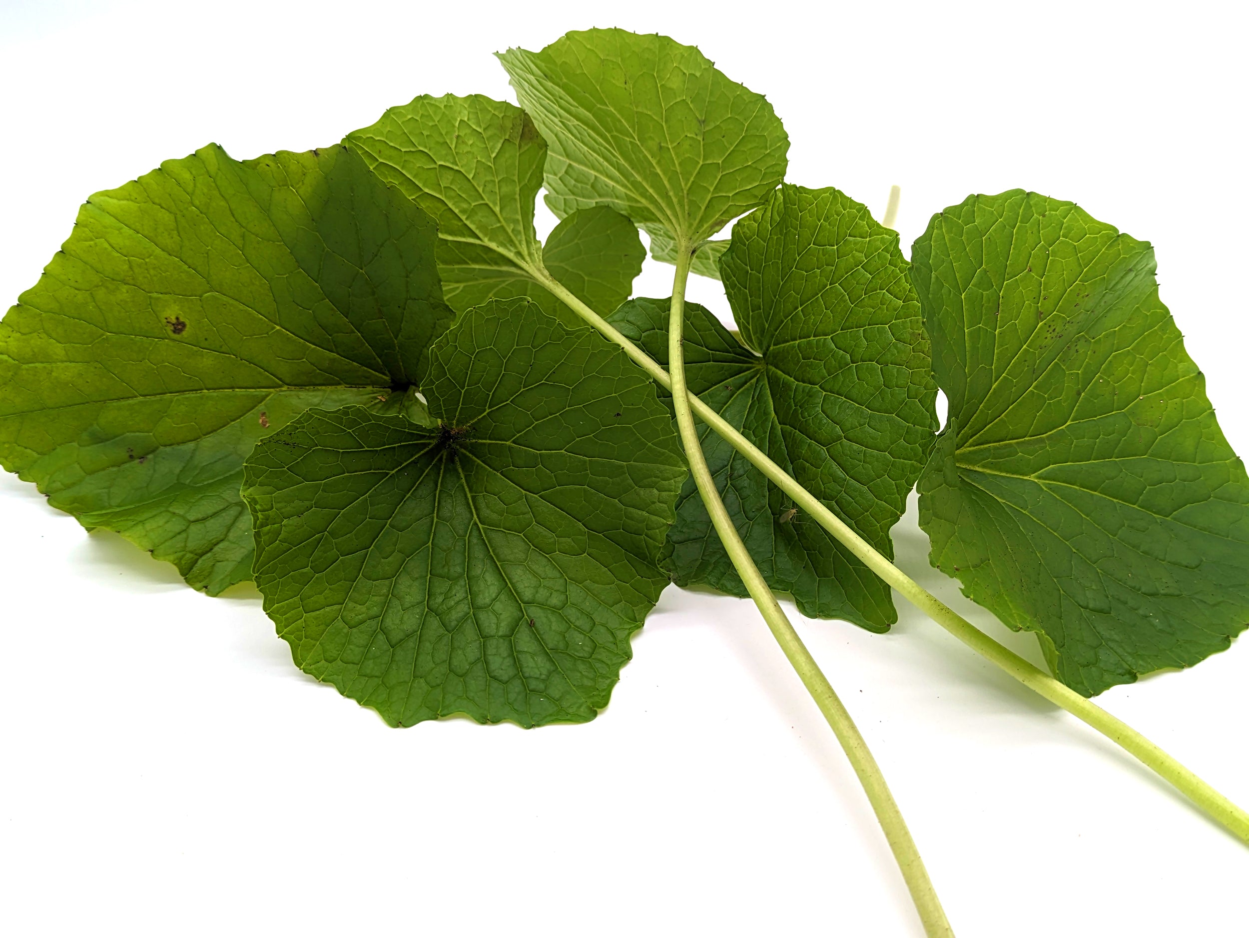 Fresh Wasabi Petioles - Wasabi Stems | Real Wasabi – Real Wasabi, USA