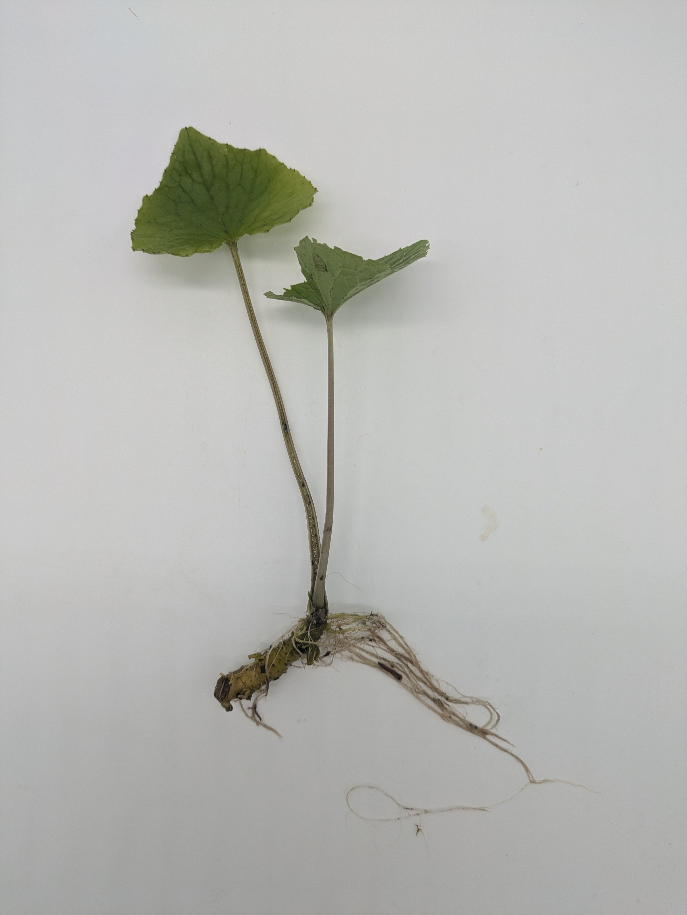 Authentic Wasabia Japonica Plants | Real Wasabi | Daruma – Real Wasabi, USA