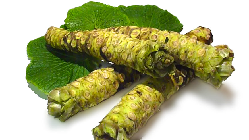 Fresh Real Wasabi Rhizomes - Wasabi Root | Japanese – Real Wasabi, USA