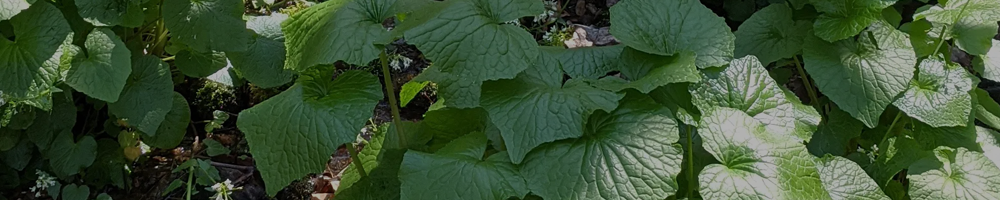 Real Wasabi - Authentic Wasabi Products Supplier Worldwide