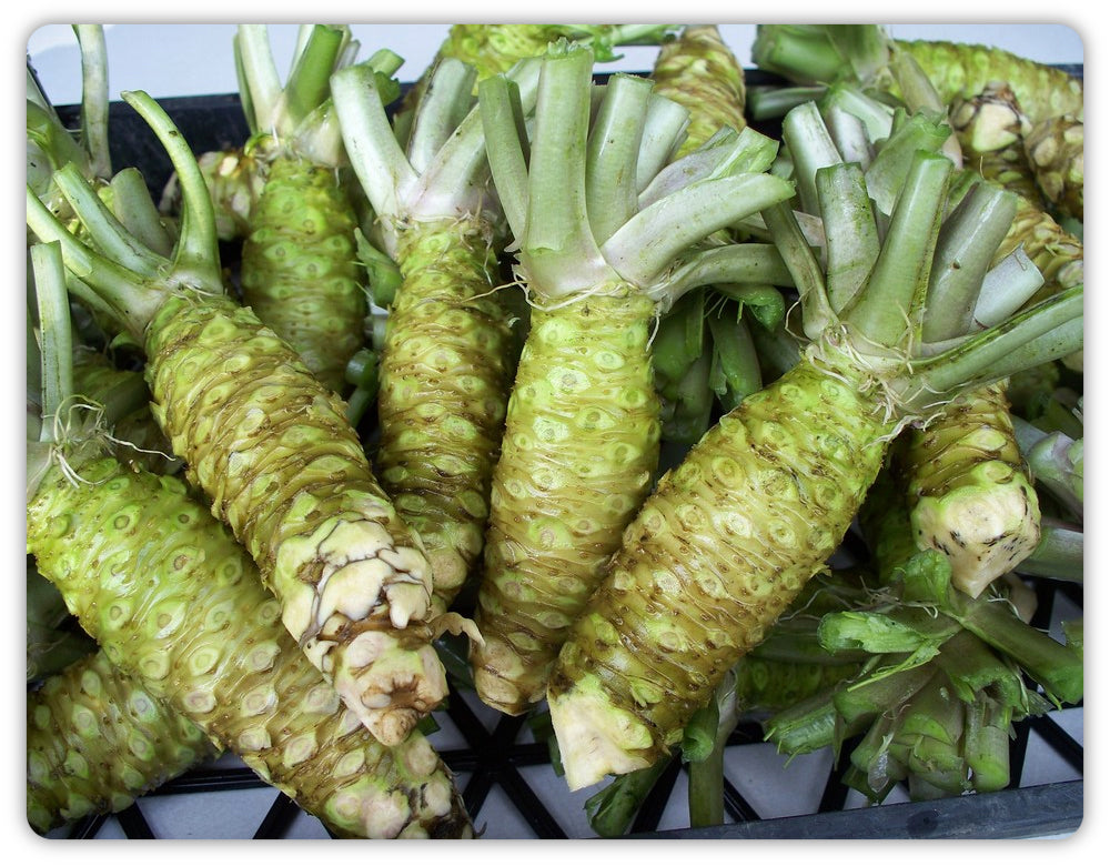 Fresh Wasabi for Sale | Real Wasabi