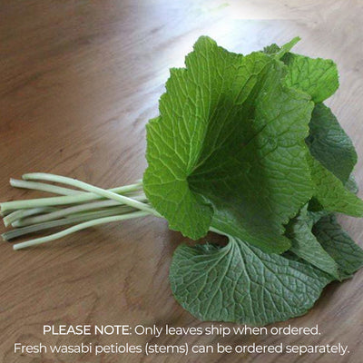 Authentic Wasabia Japonica Plants | Real Wasabi | Daruma – Real Wasabi, USA