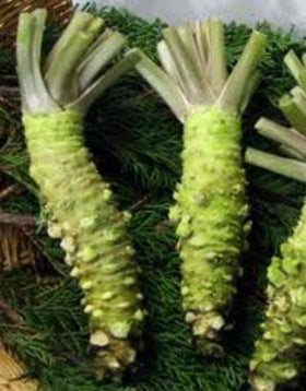 Buy Wasabi Plants Online | Fresh Japanese wasabi plants for sale