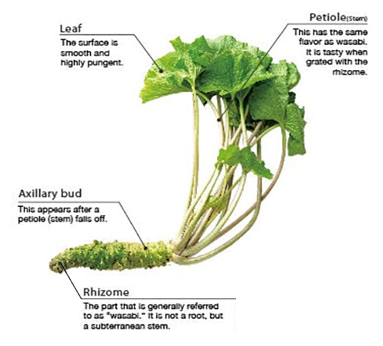 Buy Wasabi Plants Online | Fresh Japanese wasabi plants for sale