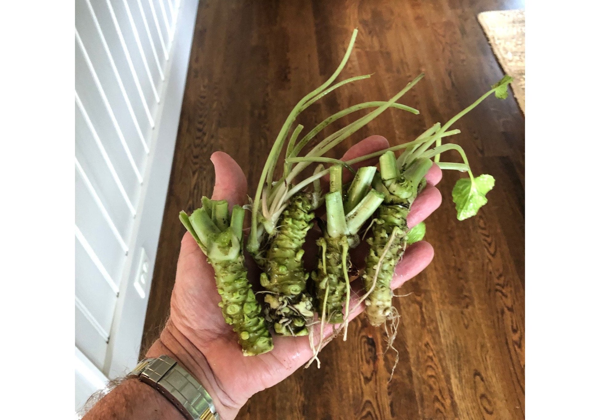 Real Wasabi Plants - Wasabia Japonica Plants | Real Wasabi – Real ...