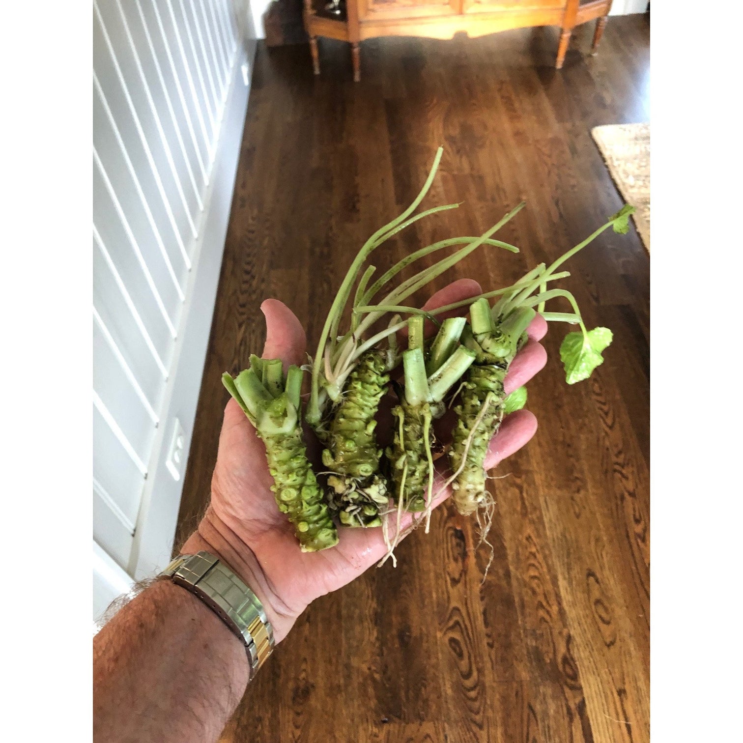 Real Authentic Wasabia Japonica Plants | Real Wasabi – Real Wasabi, USA